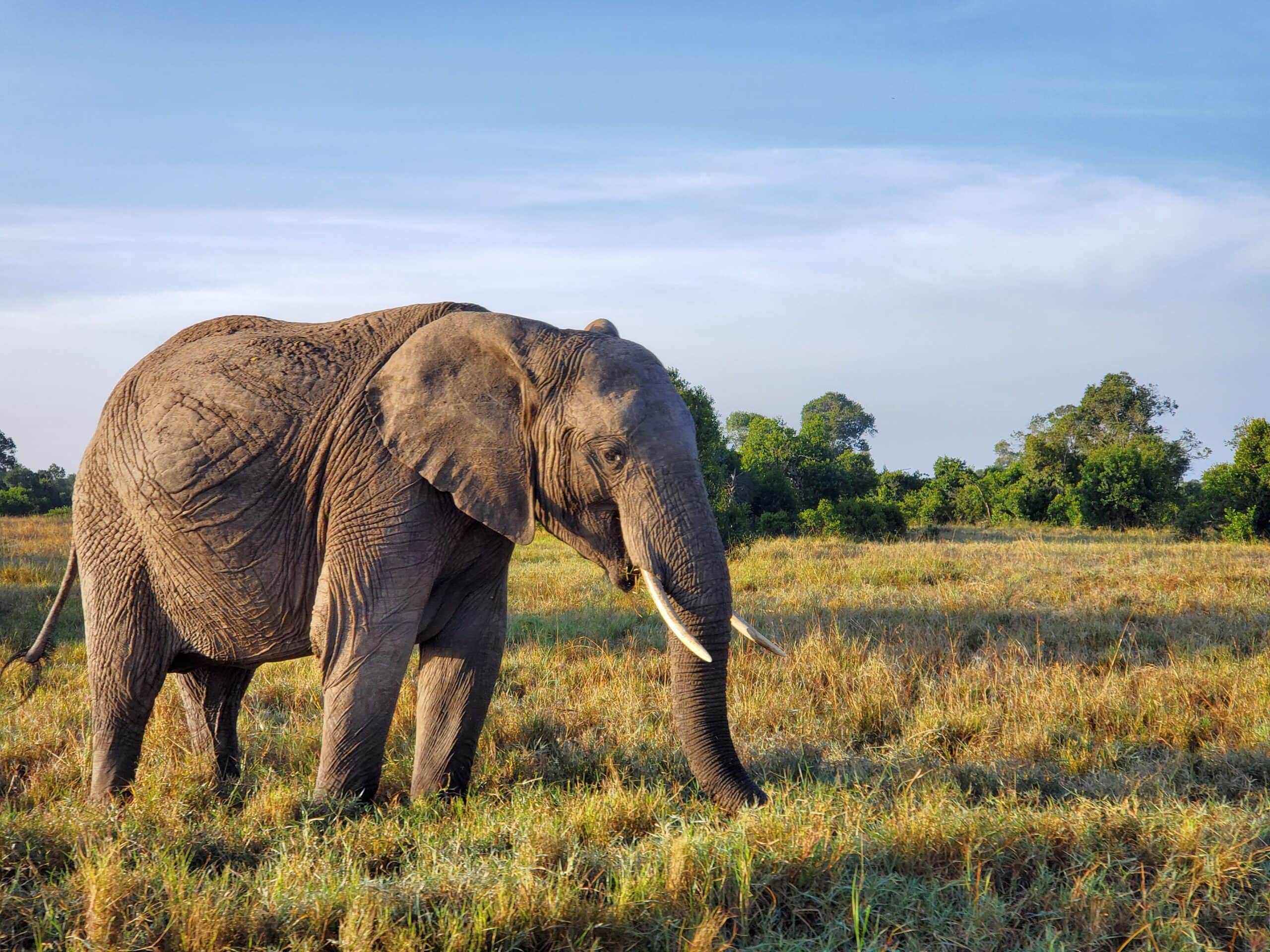 Kenya: Wildlife Safaris - Kris Cross The Globe